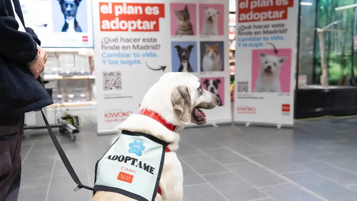 Madrid bate récords en adopciones: casi todos los perros abandonados ...